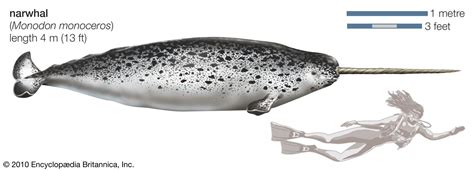 Narwhal Habitat Tusk And Facts Britannica