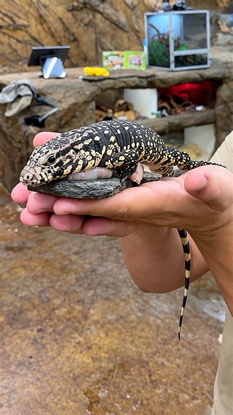 This Adorable Young Tegu Is Tiny Now But Could Grow Into A Powerhouse