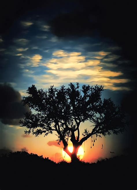 The Whiskey Tree Rreddeadredemption2