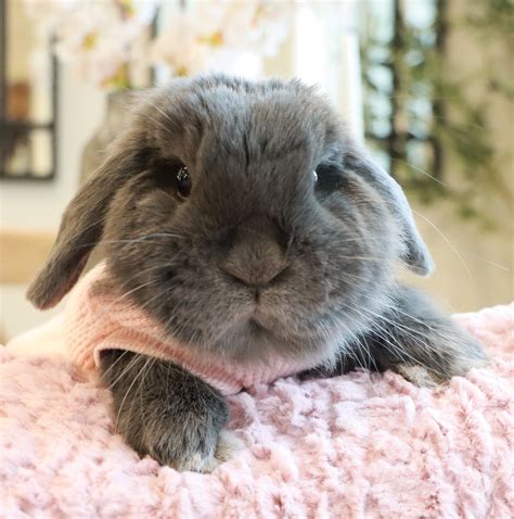Binx The Binky Bun
