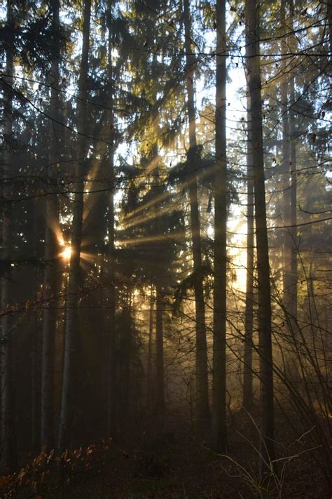 有关光束 冷靜 剪影 北半球 和平的 大氣的 天性 太阳光线 安靜 寧靜 工厂 戶外 斑驳的阳光 新鮮 日出 早上 晨光 景觀 有霧 有霧的 林地