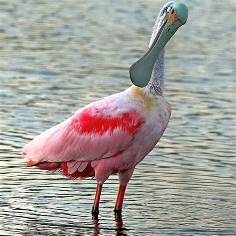 O South Padre Island Birding Nature And Alligator Sanctuary Facebook