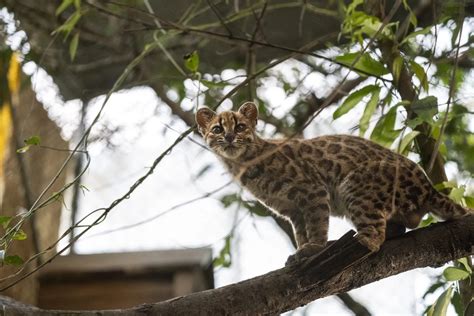 Tilcayo Cat Leopardus Tilcayo — Bolivias New Wild Cat