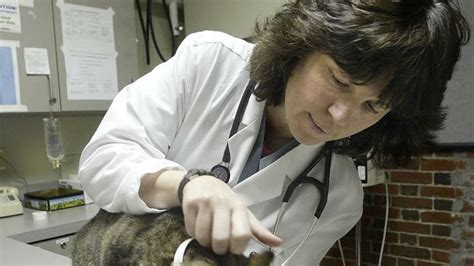 Preventing Common Causes Of Cat Litter Box Avoidance