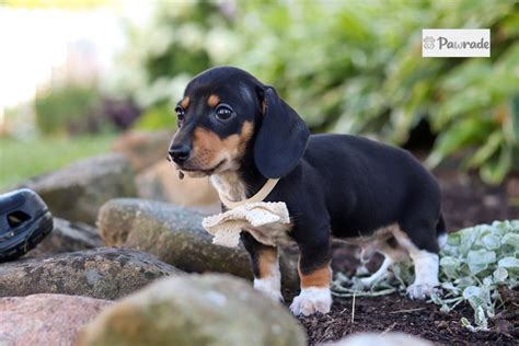 Roger Tweenie Dachshund Puppy D54097 Pawrade