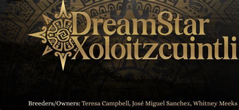 Dreamstar Xoloitzcuintli Avon In