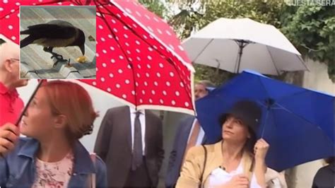 Pordenone La Cornacchia Aggressiva E I Residenti Sotto Scacco Gracchia