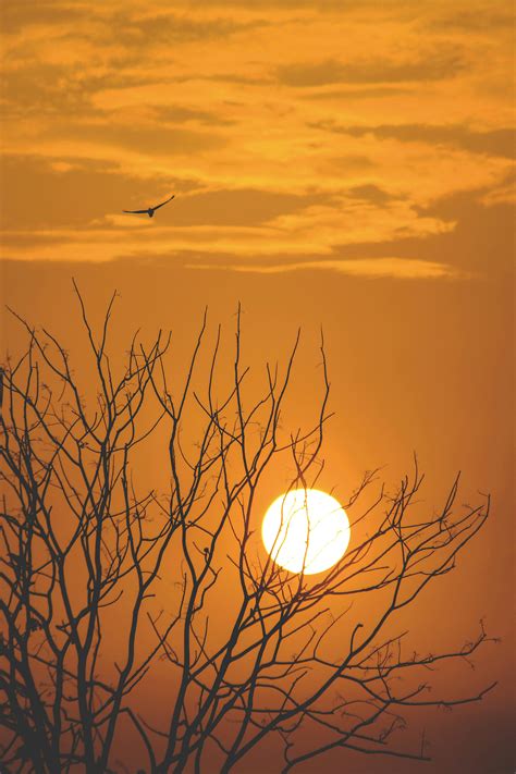 有关亞洲 信德 冬季 冷靜 分公司 剪影 剪影树 发光的太阳 和平的 坎迪亚罗 大氣的 天 天性 天空 太陽 寧靜 巴基斯坦 干枝 戲劇性的天空 戶外