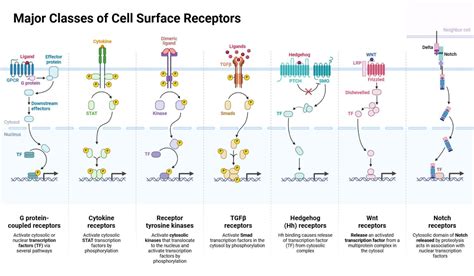 Cell Signaling Definition Types And Pathways
