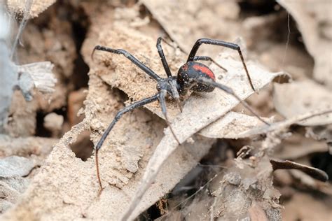 Male Redback Spiders Dramatic Death Somersault During Sex Coded In Its