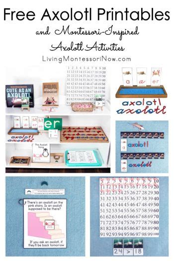 Free Axolotl Printables And Montessori Inspired Axolotl Activities