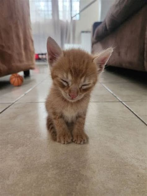Lovely Kittens People Claim Susan Dells Teeth Jawline Facebook