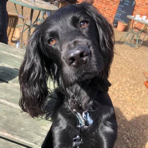 Max Is Insistent On Constantly Cocker Spaniel Max Facebook
