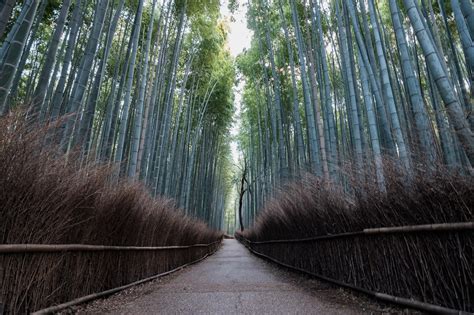 Nature And Outdoors Kyoto Travel