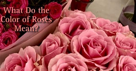 The Hidden Truth Behind Rose Colors That Everyone Ignores S Companies