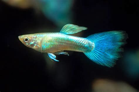 Guppy Arctic Blue Kaufen Poecilia Reticulata Guppy