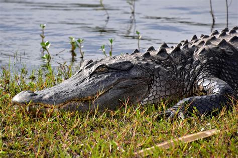 阳光下，河边的鳄鱼正在晒太阳 · 免费素材图片