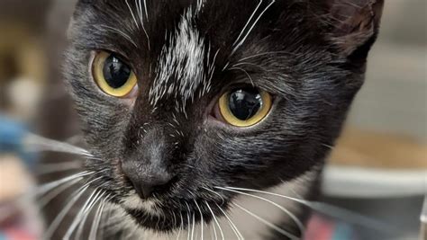 How Can I Get The Mats Of Fur Off My Cat