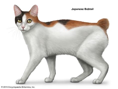 Siamese Personality Coloration And Origin Britannica