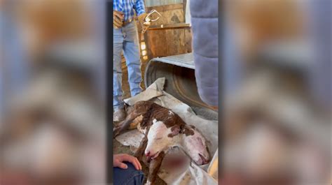 ‘a Miracle Extremely Rare Two Headed Calf Born On Southern Utah Ranch