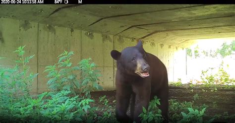 Proposed Wildlife Crossings Could Save Lives Local News Times