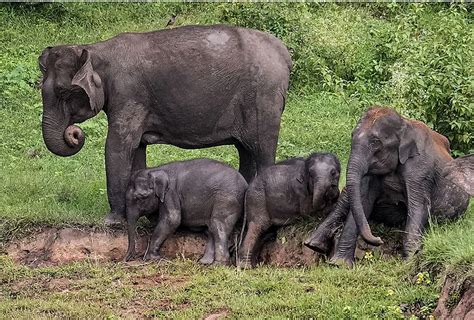 World Elephant Day Inside The Lives Of Indias Gentle Giants Outlook