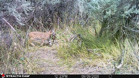Trail Cam Catch Up Northern Desert Photography