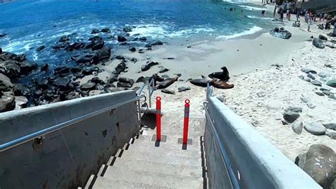 Frustration Mounts As Visitors To La Jolla Cove Continue To Harass Sea