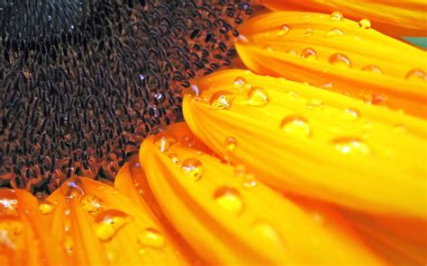 Sunflower Wallpapers Hd Pixelstalk