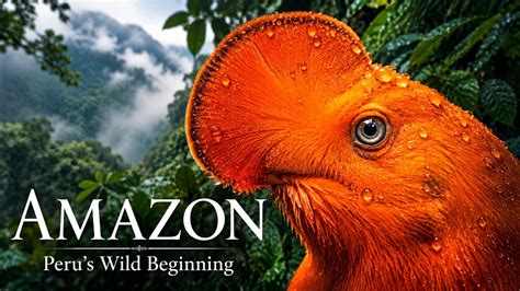Perus Amazon Has A River That Boils Animals Alive Youtube