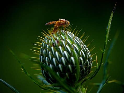7 Lotnaid Choitianta I Ngairdíní Trópaiceacha Agus Conas Dul I Ngleic Leo