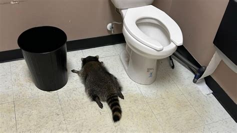 Raccoon Caught Passed Out Drunk After Liquor Store Break In Is Repeat
