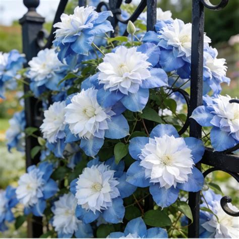 Hardy Clematis Vine Ornamental Climbing Flower For Outdoor Yard