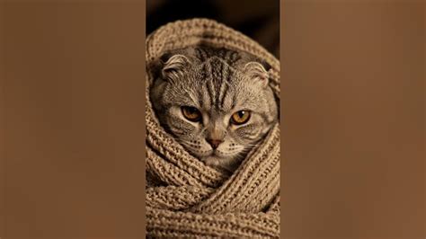 Cat Fun Youtube