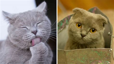 30 Cutest Cat Photos That Will Make You Want A Cat
