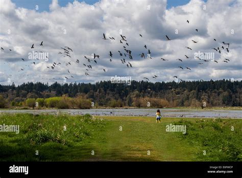 Flock Birds In Grass Hi Res Stock Photography And Images Alamy