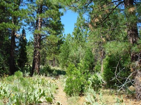 288 Arrowleaf Rd Lot 124 Portola Ca 96122 ®