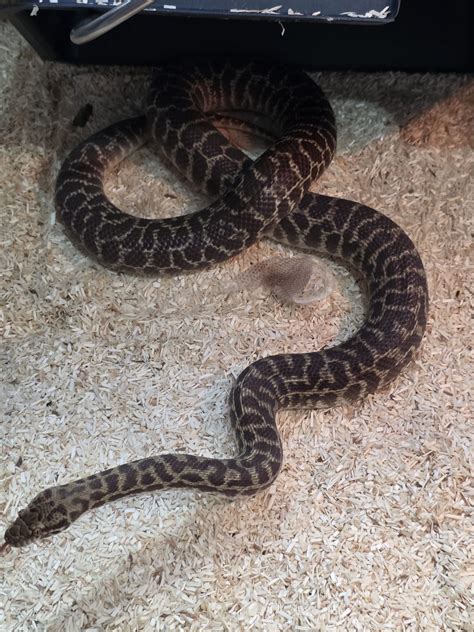100 Het T Female Stimson Python Evans Line