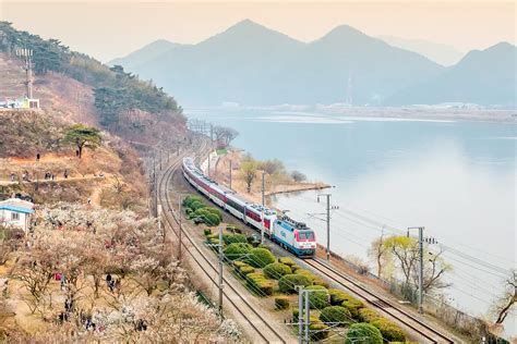 경남 양산 여행 가볼만한곳 순매원 원동매화축제 통도사 홍매화 데이트 여행 다이어리
