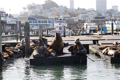 Meet Chonkers The Giant Steller Sea Lion At Pier 39 Axios San Francisco
