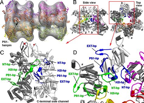 Structural Features Of The Ssomcm Hexamer A Double Hexameric Em Map Download Scientific