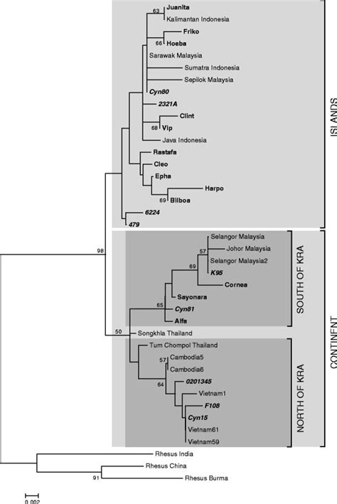 Phylogenetic Tree Displaying Different Mtdna Sequences Of Cynomolgus