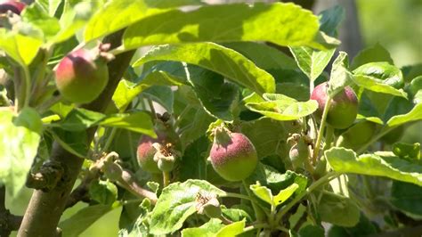 Nihad HadŽiĆ Se UspjeŠno Bavi Poljoprivredom Radio Televizija Vogošća