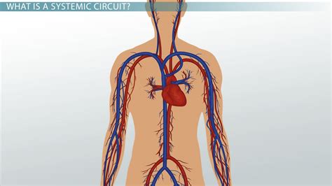 Simple Schematic Diagram Of Heart Circulation