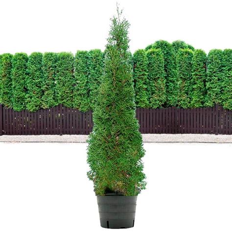 Cèdre Brandon Jardins Zeillinger Botanix