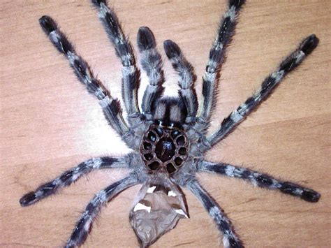 P Regalis Male Female Arachnoboards