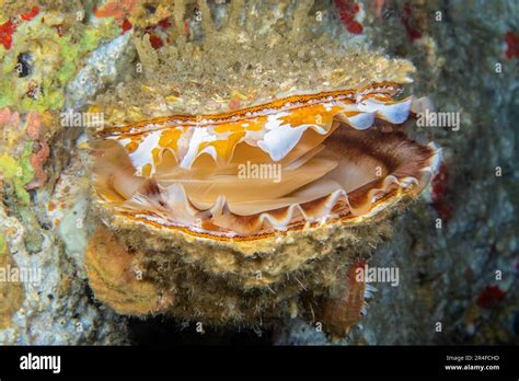 A Look Inside A Spondylus Or Giant Thorny Oyster Shell Spondylus