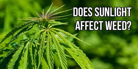 Does Sunlight Affect Weed Ape Premium Cannabis