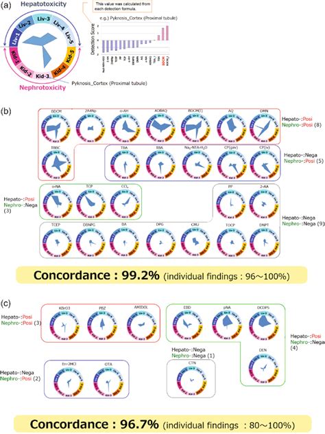 Detection Results For Hepato And Nephrotoxicity A Radar Chart Model Of
