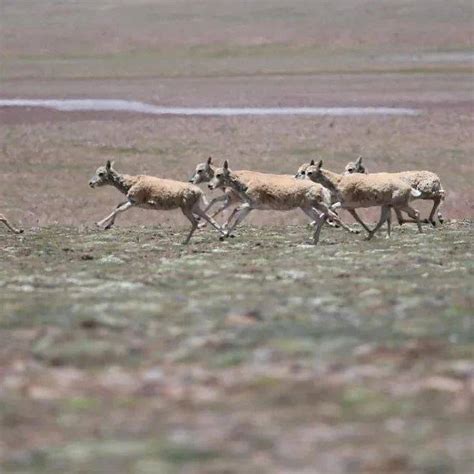 【生态玉树】今年可可西里藏羚羊大规模迁徙产仔将结束保护